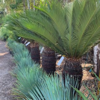 Cycas revoluta - Big Plant Nursery