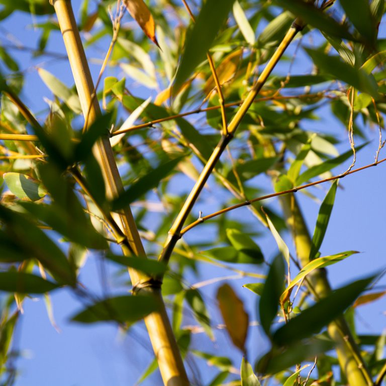 Phyllostachys - Big Plant Nursery