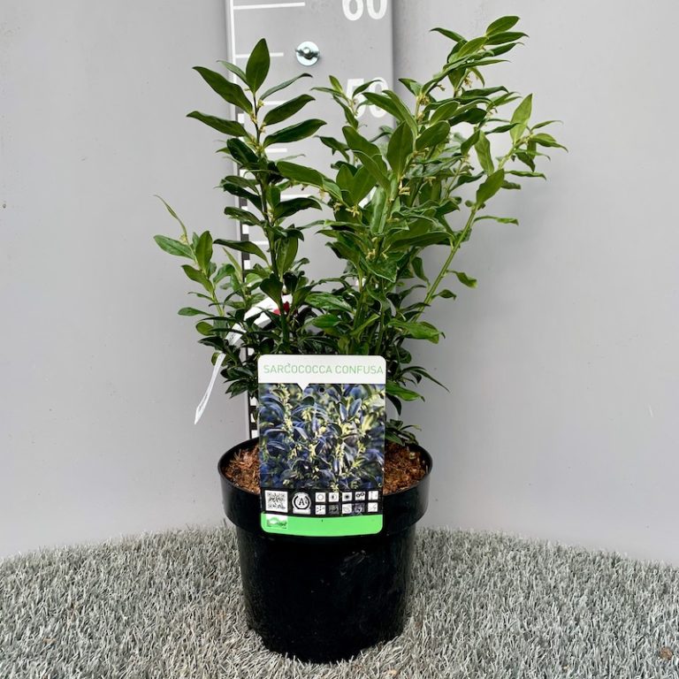 Sarcococca confusa - Big Plant Nursery