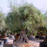 Olea europaea Olive tree - Growing Guide - Big Plant Nursery