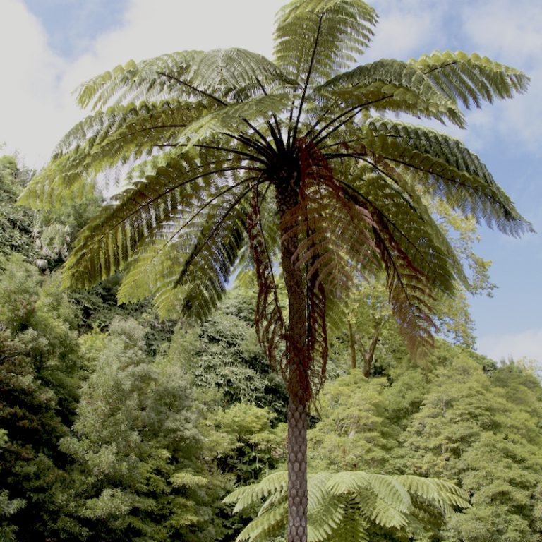 Tree Fern - Winter Plant Protection - Big Plant Nursery