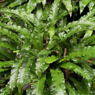 Ferns & Tree Ferns - Big Plant Nursery