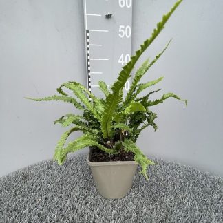 Ferns & Tree Ferns - Big Plant Nursery