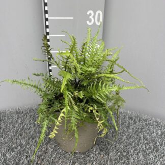 Ferns & Tree Ferns - Big Plant Nursery