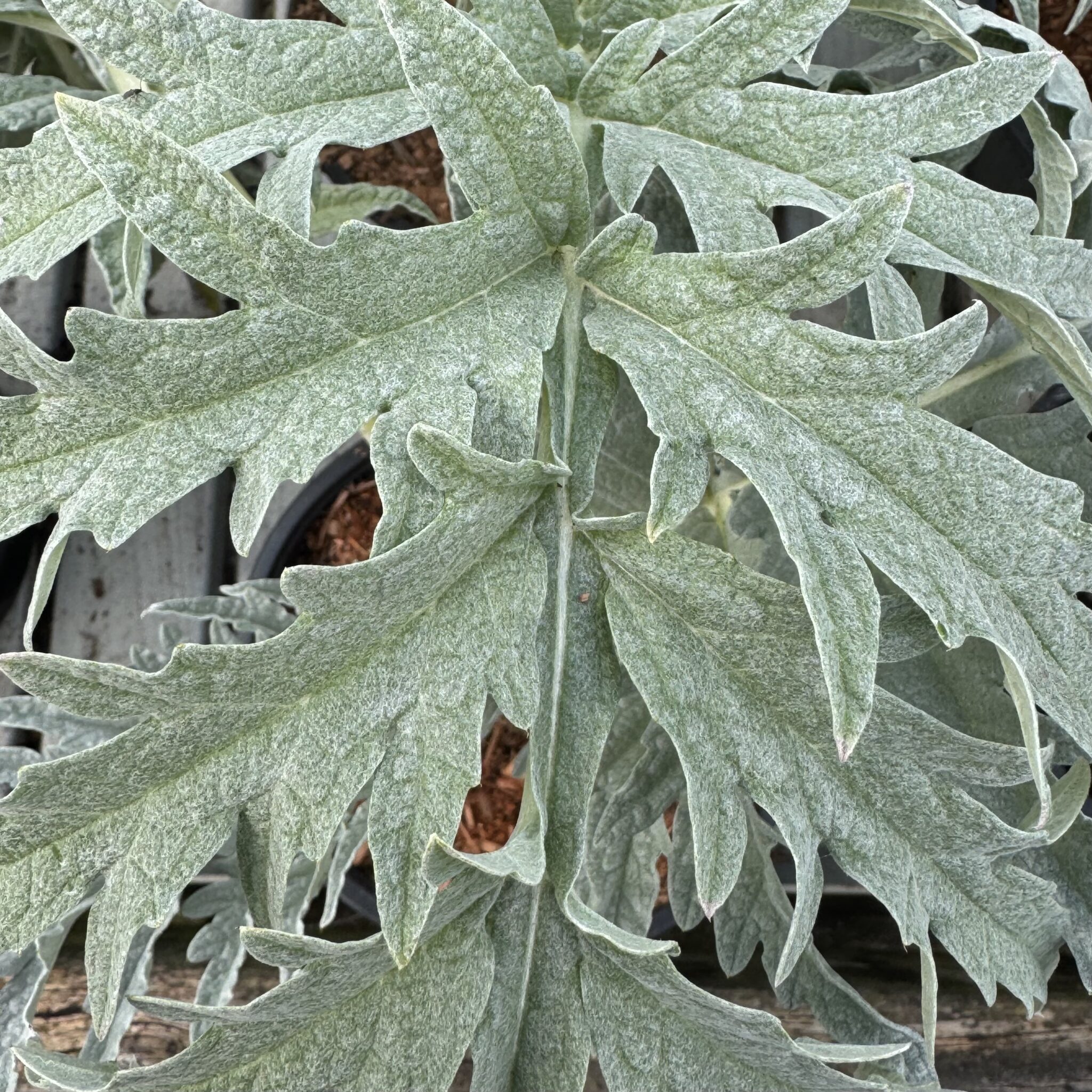 Cynara cardunculus - Big Plant Nursery