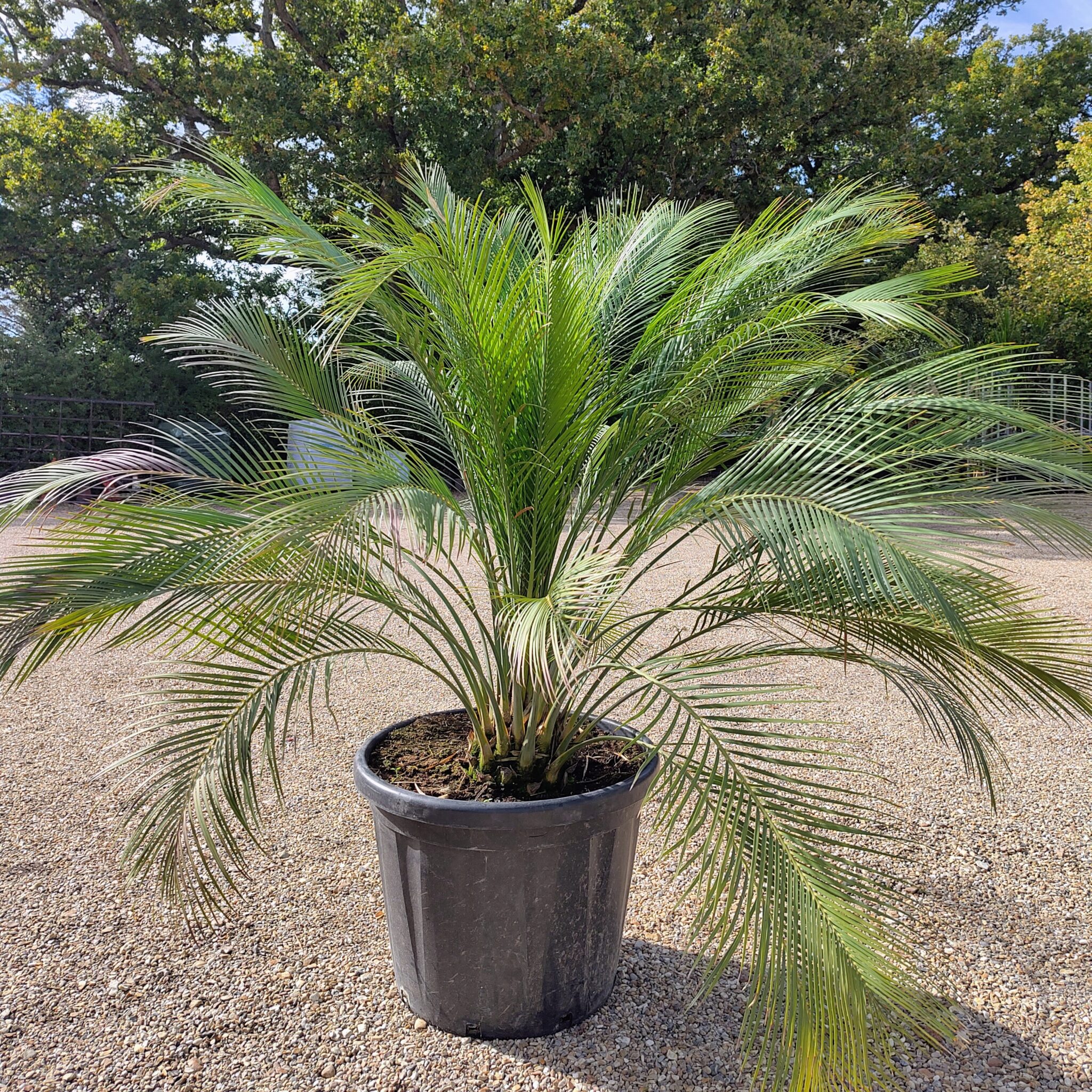 Macrozamia moorei - Big Plant Nursery