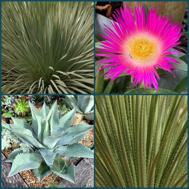 Plants - Big Plant Nursery